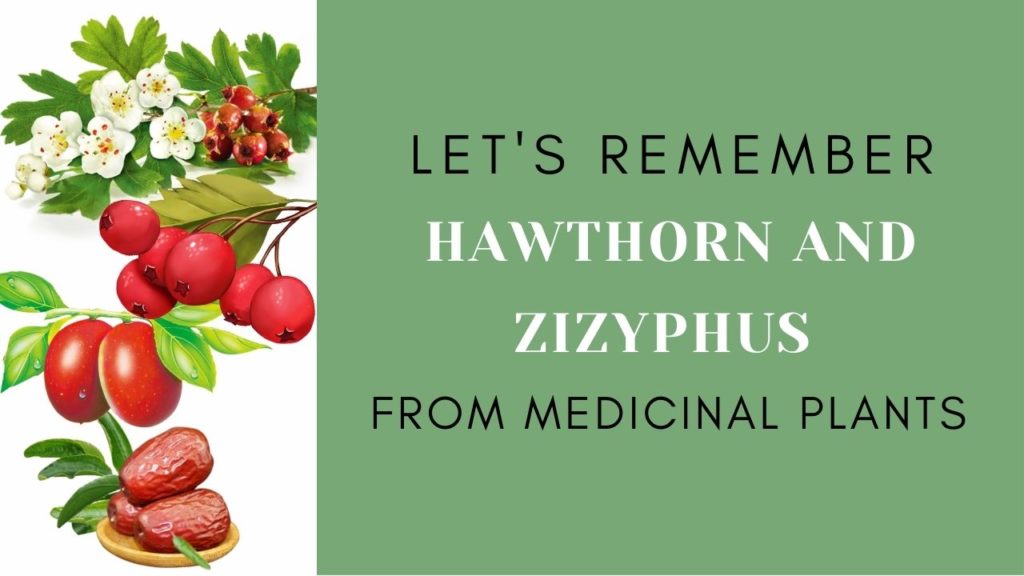 LET’S REMEMBER HAWTHORN AND ZIZYPHUS FROM MEDICINAL PLANTS – Halal ...